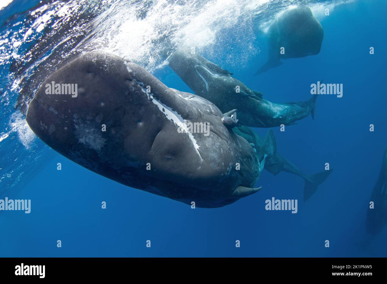 sperm whale, physeter macrocephalus, Indian Ocean Stock Photo - Alamy