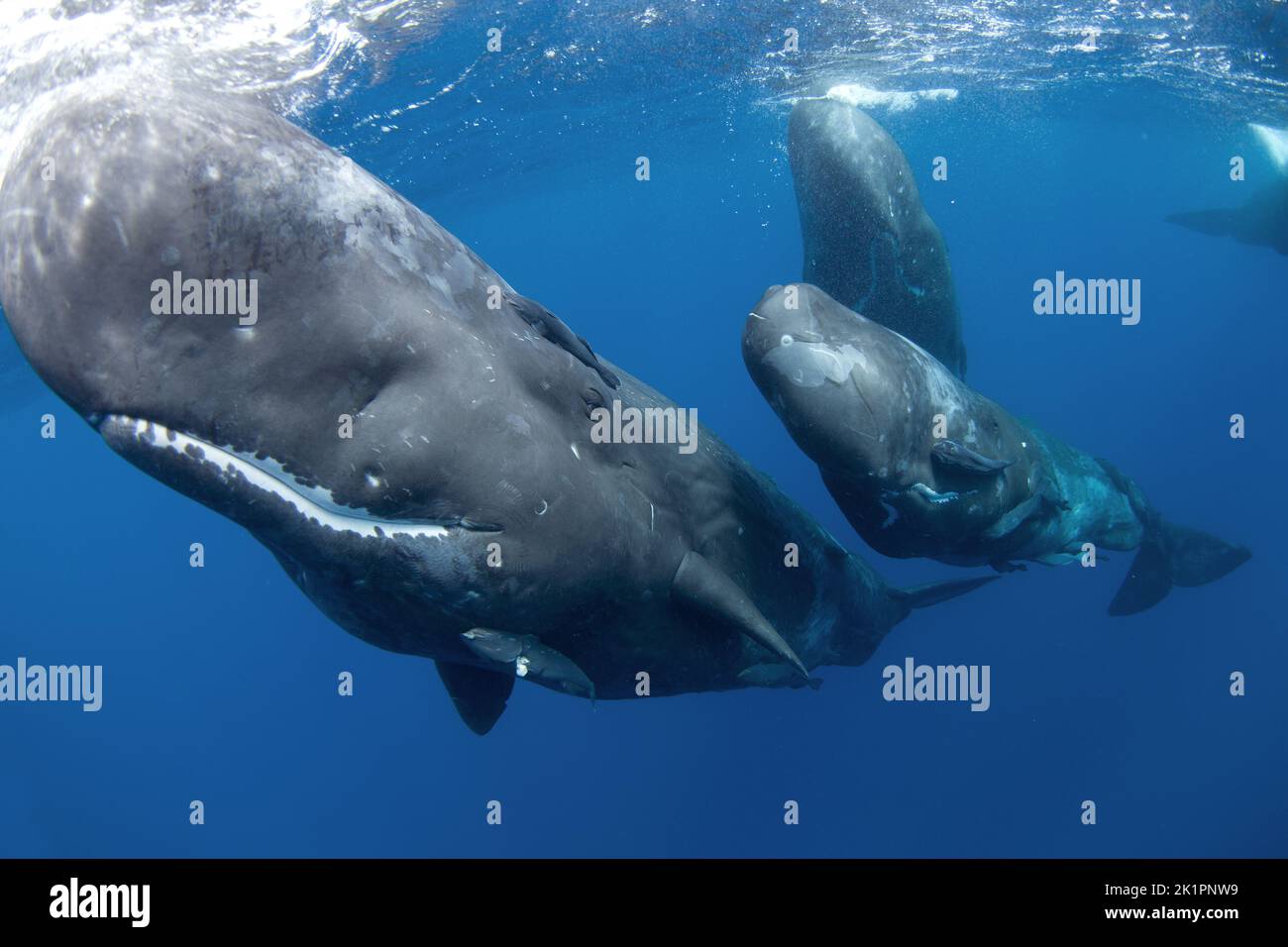 sperm whale, physeter macrocephalus, Indian Ocean Stock Photo - Alamy