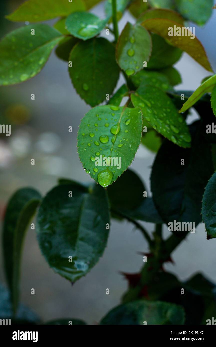 A closeup shot of bright green leaves with drops of water after ...