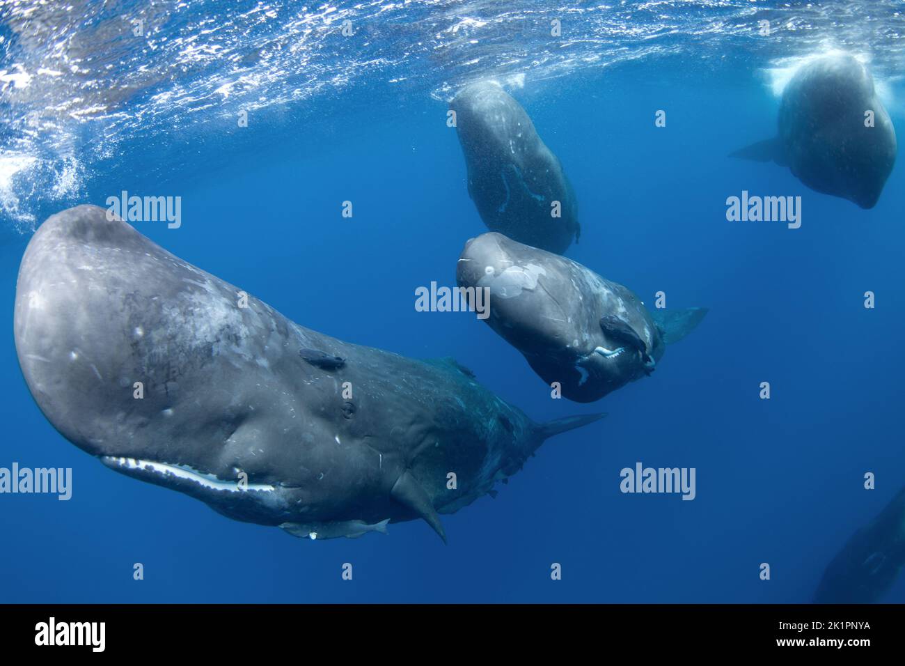 sperm whale, physeter macrocephalus, Indian Ocean Stock Photo - Alamy
