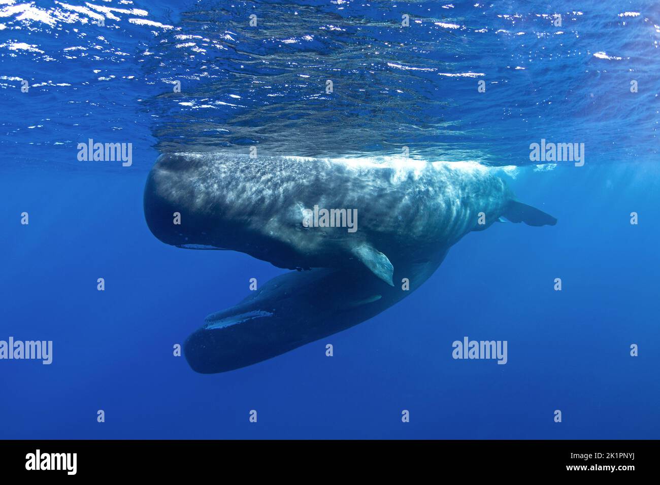 sperm whale, physeter macrocephalus, Indian Ocean Stock Photo - Alamy