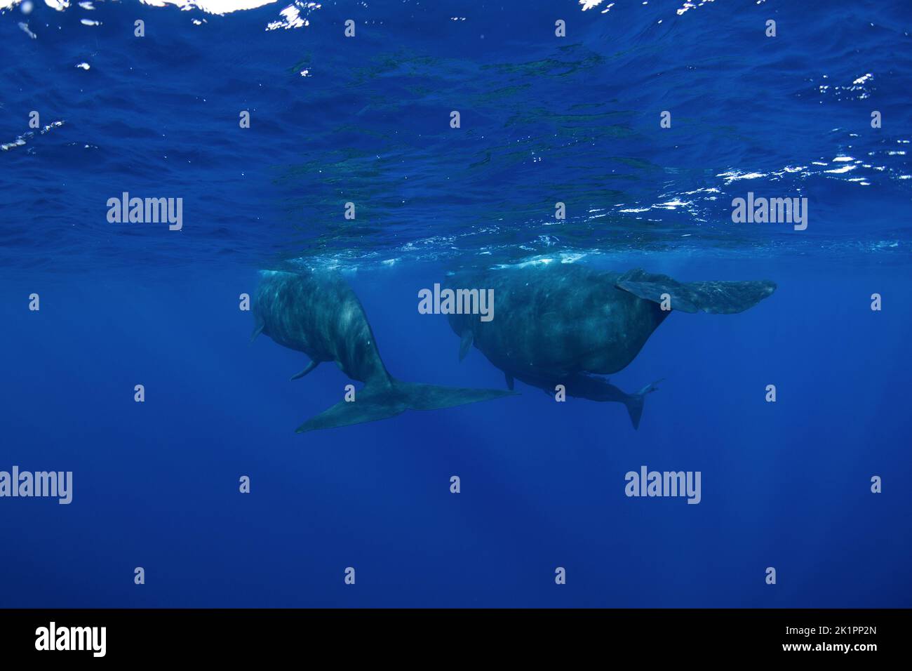 sperm whale, physeter macrocephalus, Indian Ocean Stock Photo - Alamy