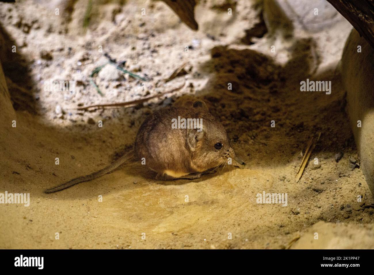 Closeup shot small elephant hi-res stock photography and images - Alamy