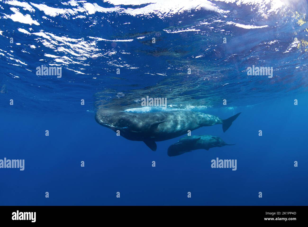 sperm whale, physeter macrocephalus, Indian Ocean Stock Photo - Alamy