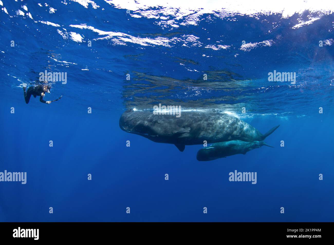 sperm whale, physeter macrocephalus, Indian Ocean Stock Photo - Alamy