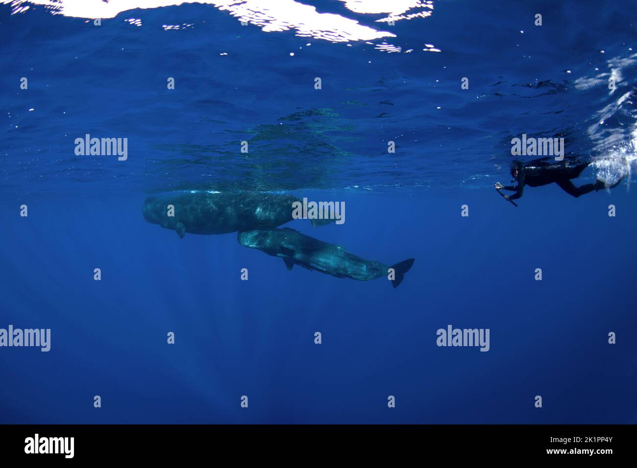sperm whale, physeter macrocephalus, Indian Ocean Stock Photo - Alamy