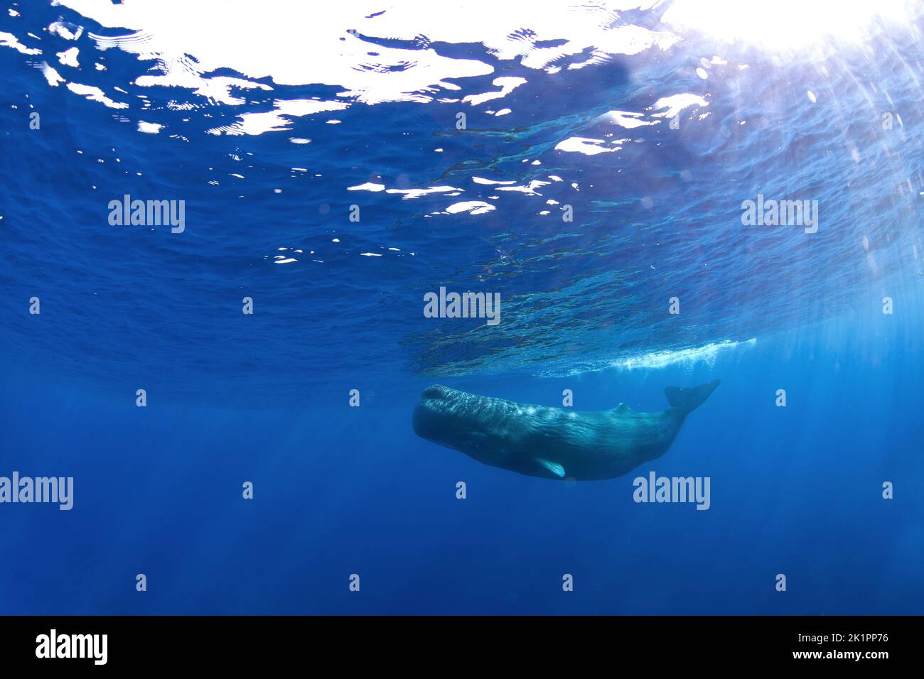 sperm whale, physeter macrocephalus, Indian Ocean Stock Photo - Alamy