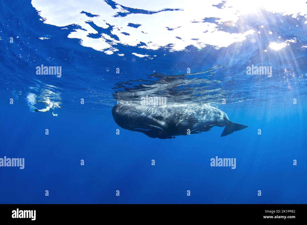 sperm whale, physeter macrocephalus, Indian Ocean Stock Photo - Alamy