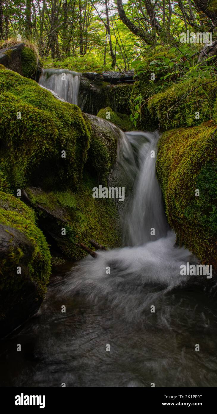 A beautiful scenery of a waterfall in the woods surrounded by wild ...