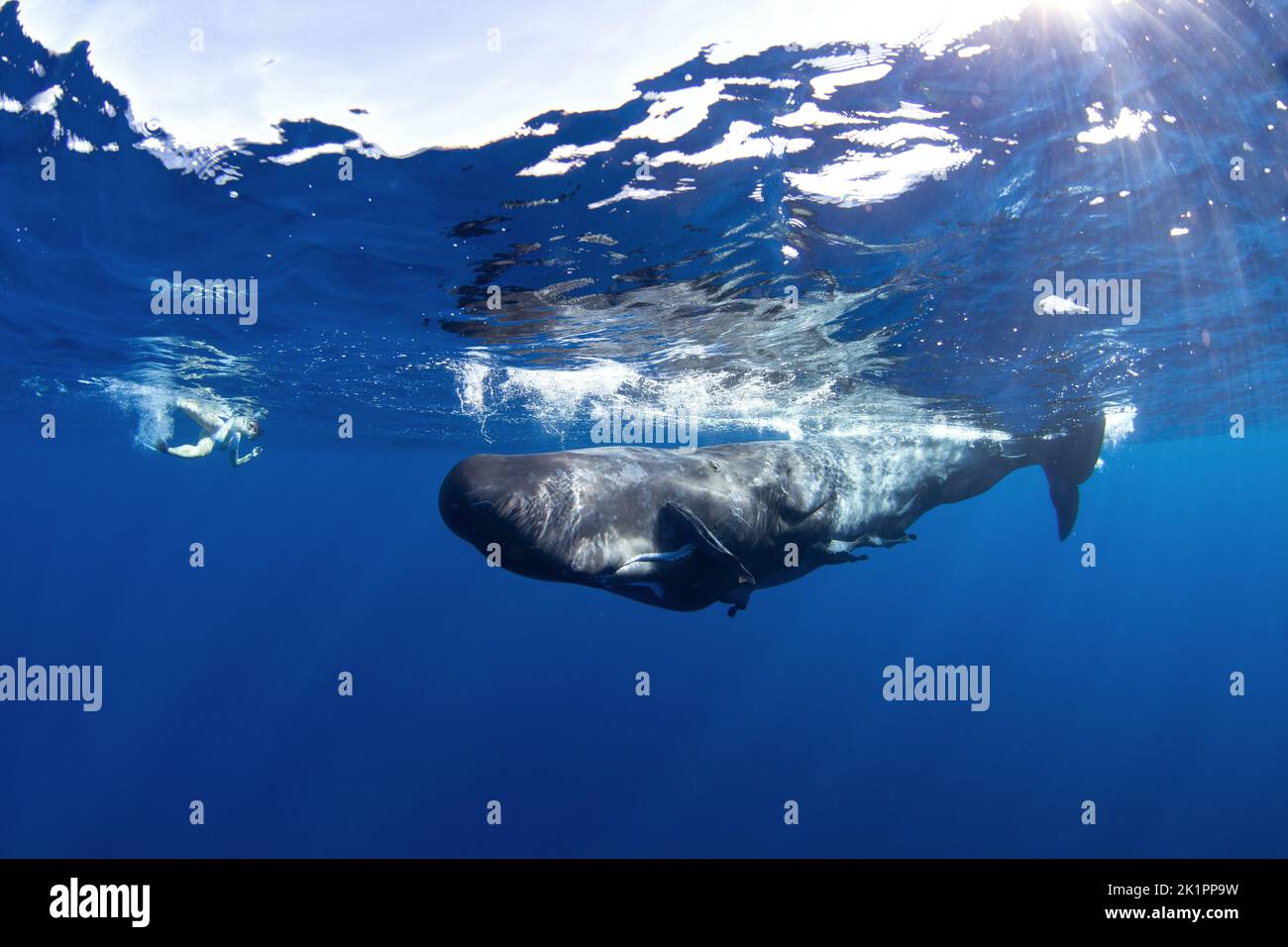sperm whale, physeter macrocephalus, Indian Ocean Stock Photo - Alamy