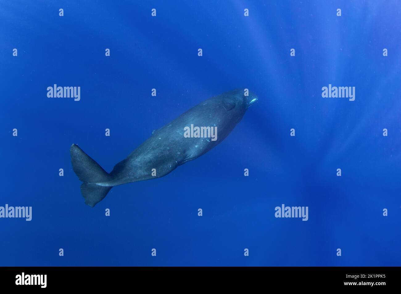 sperm whale, physeter macrocephalus, Indian Ocean Stock Photo - Alamy