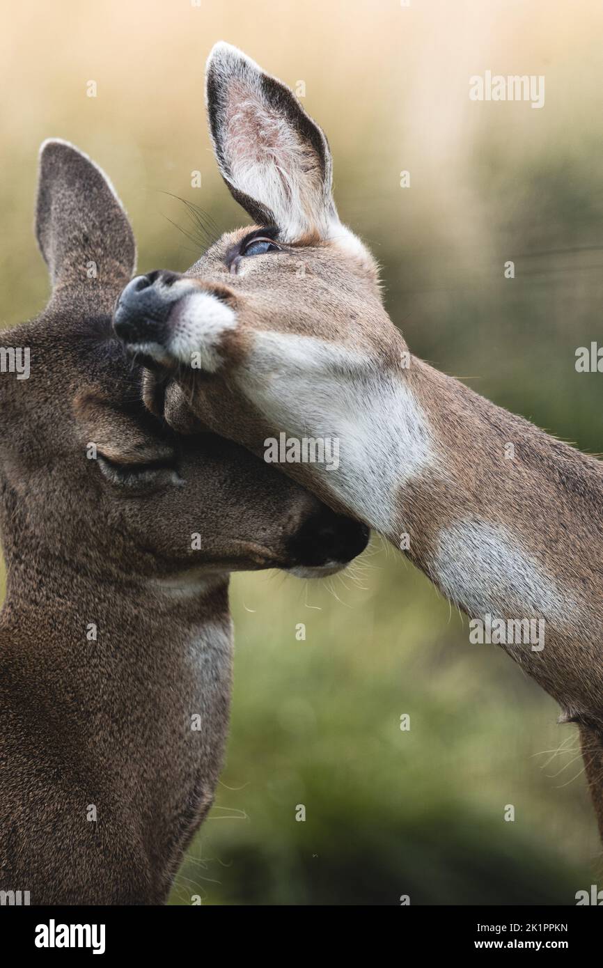 A vertical shot of brown deer hugging each other in blurred background Stock Photo - Alamy