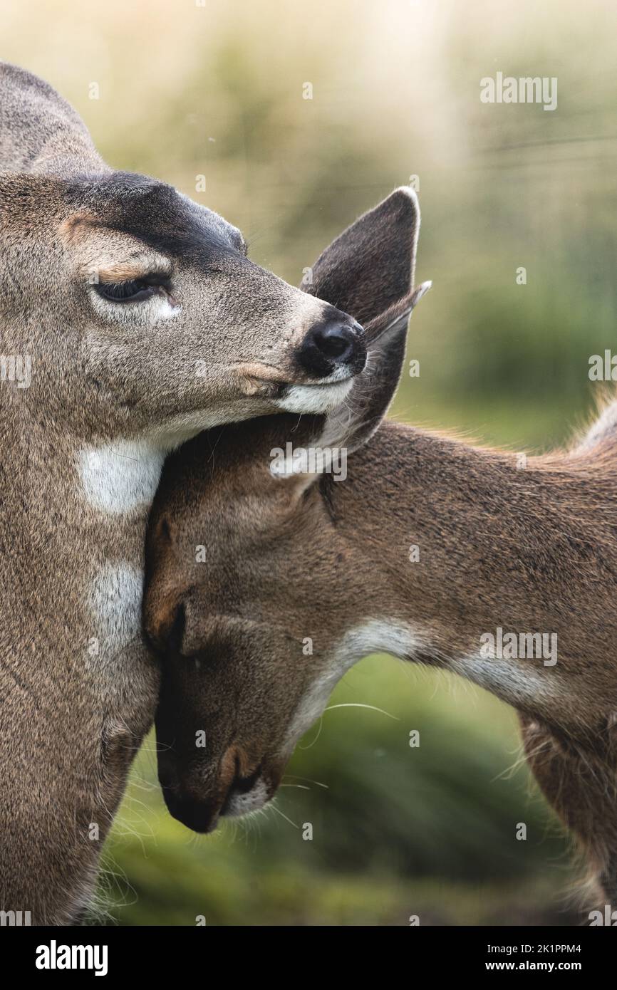 A vertical shot of brown deer hugging each other in blurred background Stock Photo - Alamy