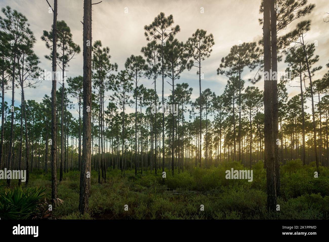 A tall trees in the forest with a sunset background Stock Photo - Alamy