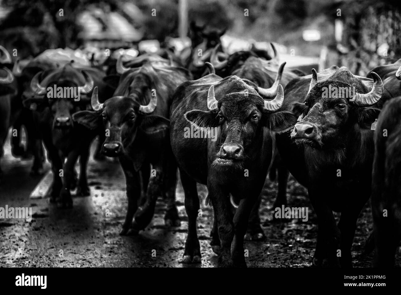 Cattle herd rural Black and White Stock Photos & Images - Alamy