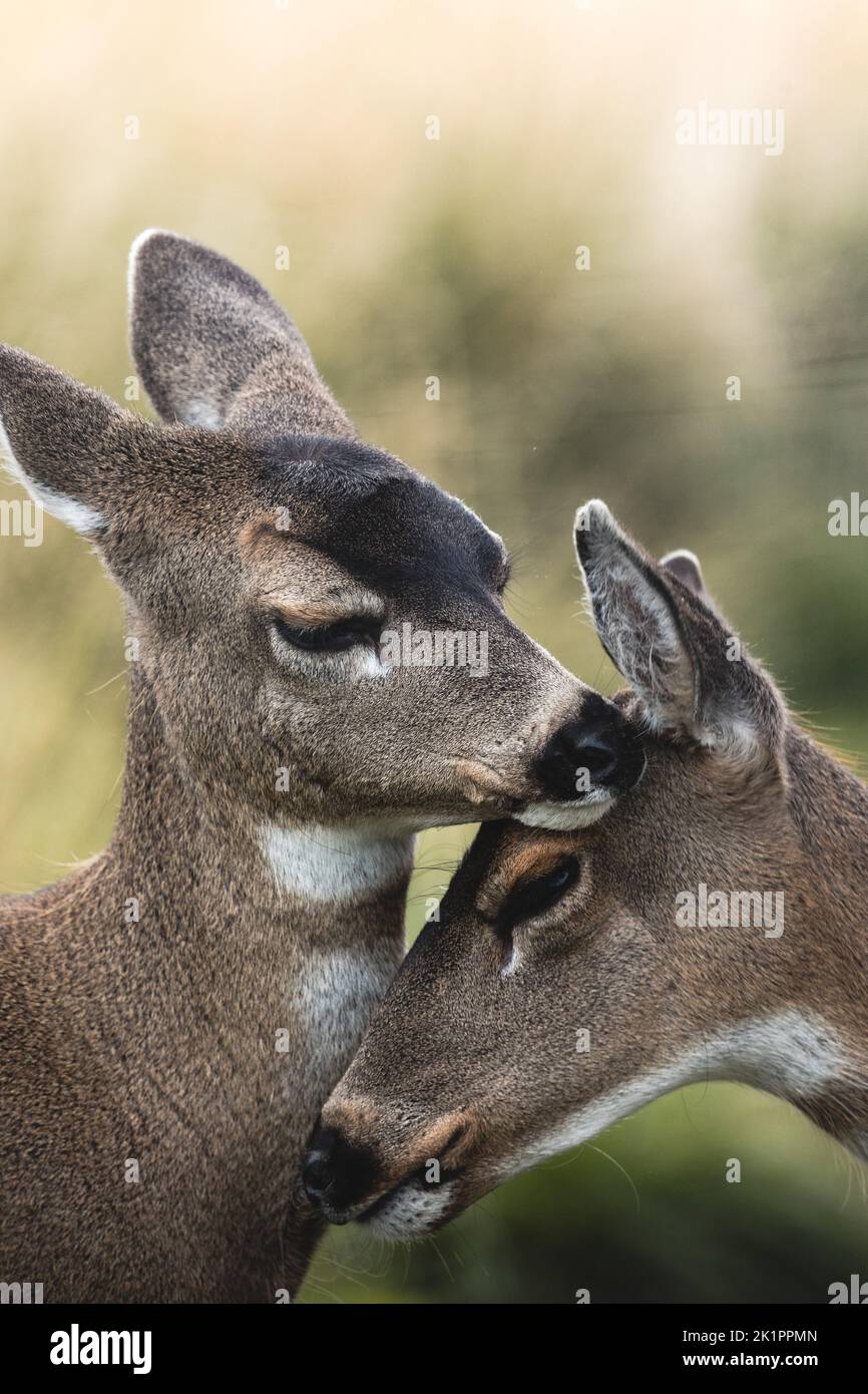 A vertical shot of brown deer hugging each other in blurred background Stock Photo - Alamy