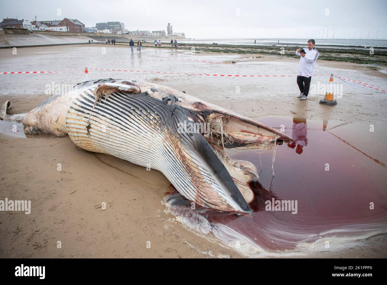 Redcar, North Yorkshire, UK - Saturday 10th September: A dead Mink ...