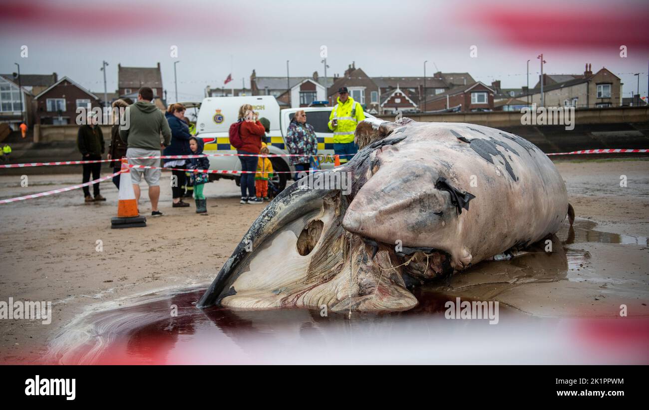 Redcar, North Yorkshire, UK - Saturday 10th September: A dead Mink Whale washed up on Redcar ...