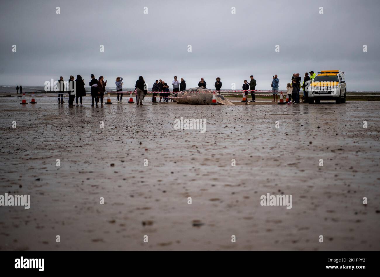 Whale washed up on beach hi-res stock photography and images - Alamy