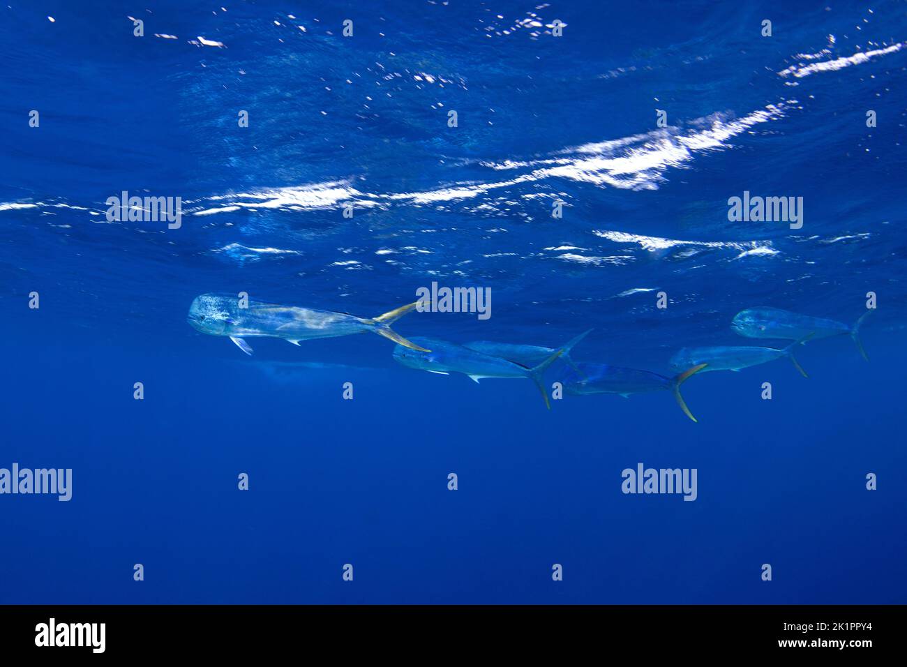Mahi-mahi, Common dolphinfish, Mauritius fish Stock Photo - Alamy