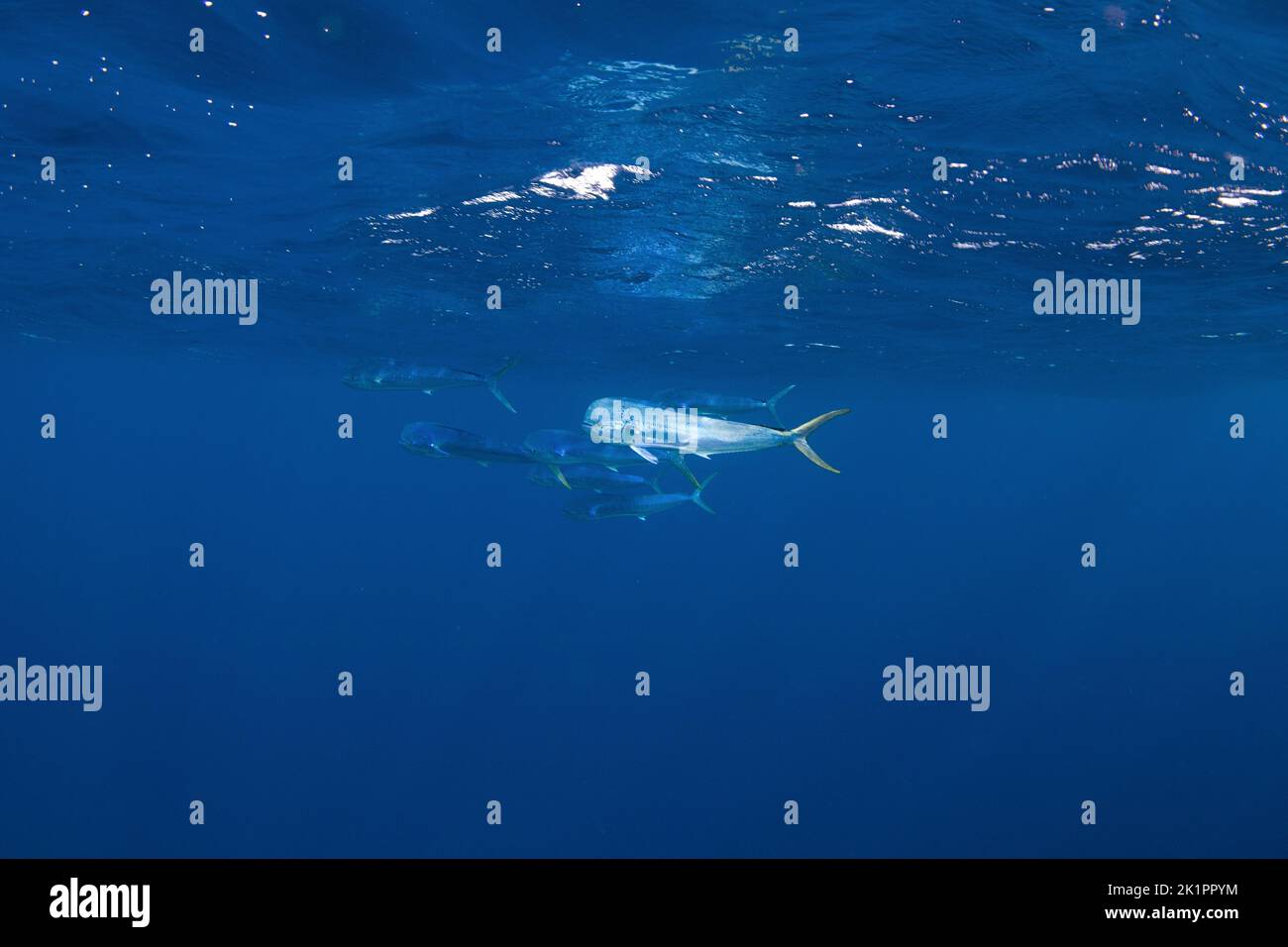 Mahi-mahi, Common dolphinfish, Mauritius fish Stock Photo - Alamy