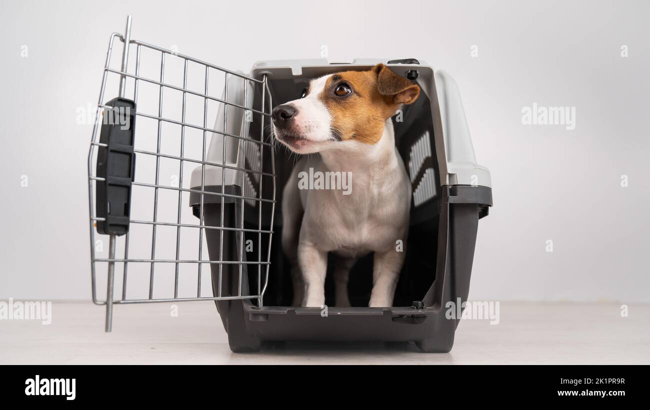 Jack Russell Terrier dog inside a travel box with open door Stock Photo ...