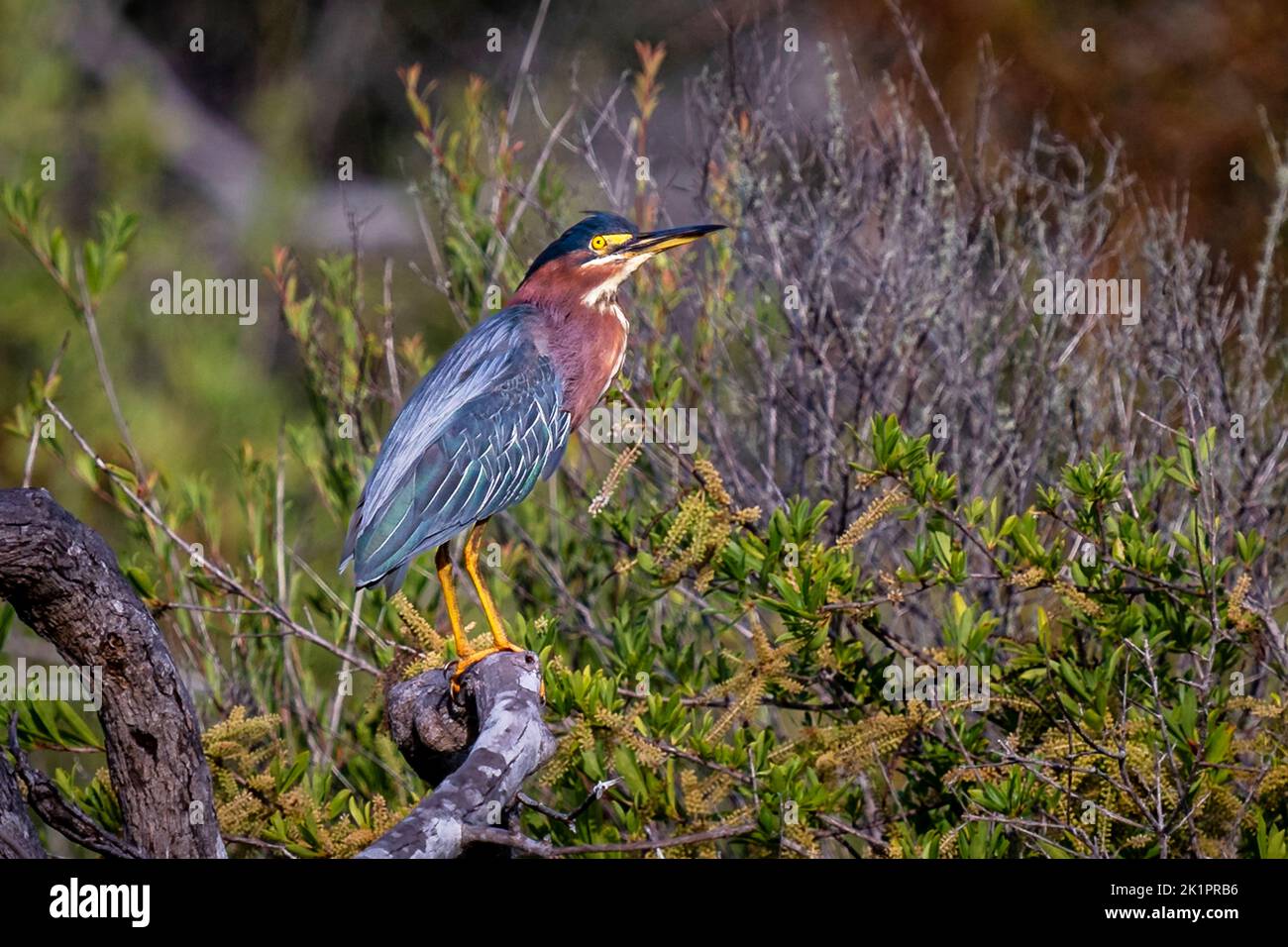 A green heron perching on a tree branch Stock Photo - Alamy