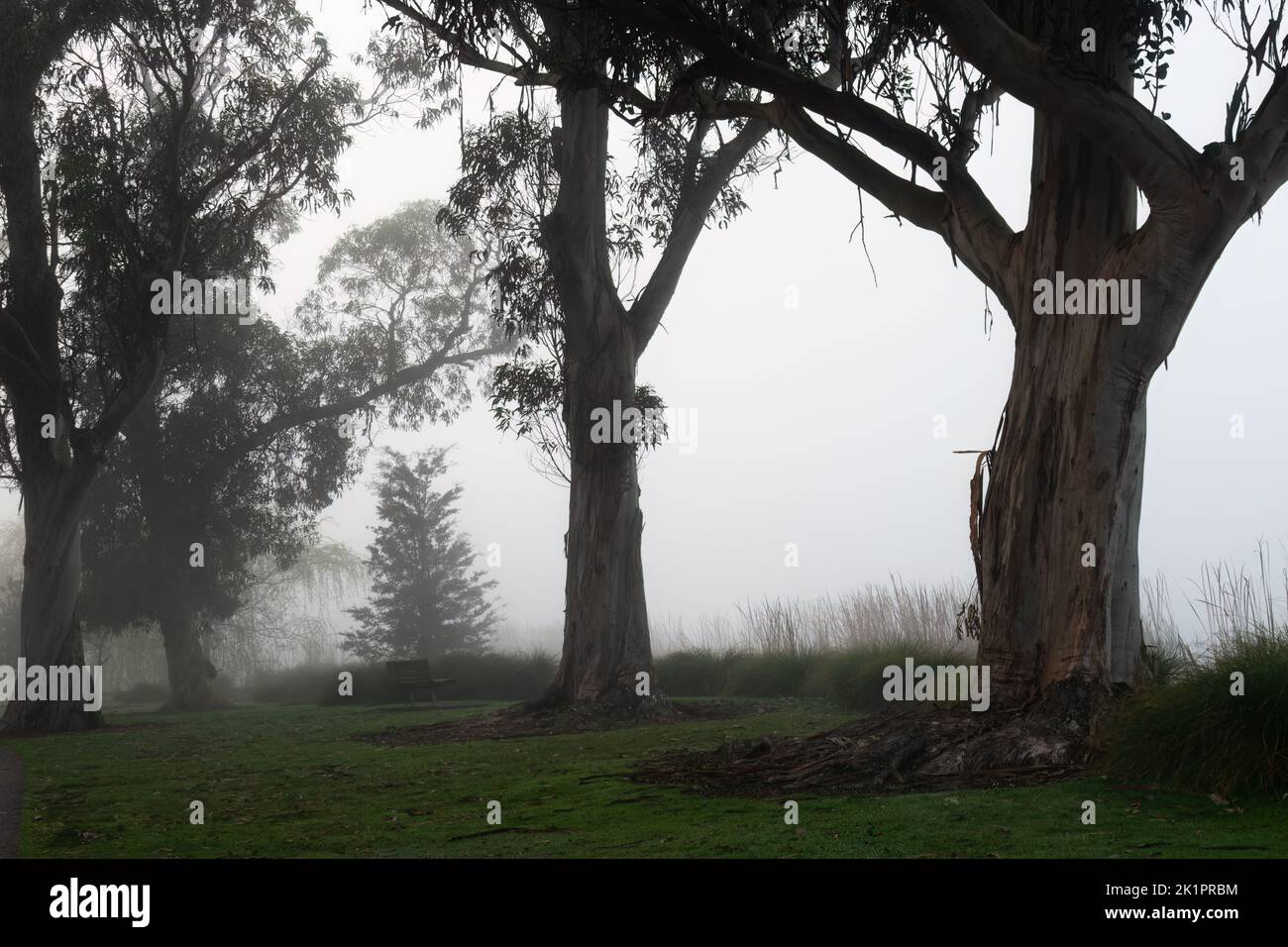 Trees in the fog, Hamilton Lake (also known as Lake Rotoroa), Hamilton ...