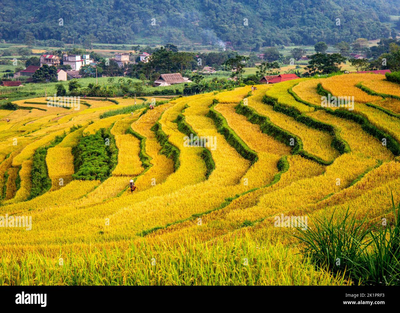Rice fields viewed from the air Stock Photo - Alamy