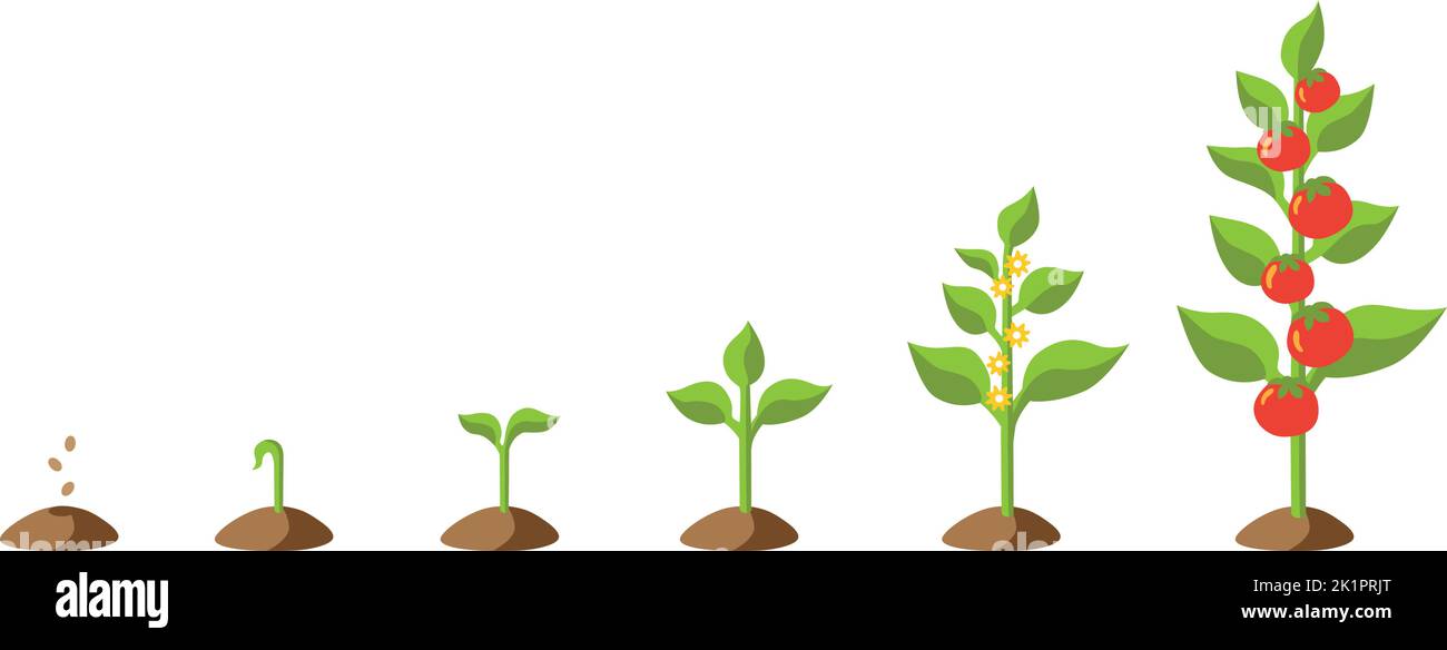 isolated vector graphic illustration of a stylized tomato plant growing ...