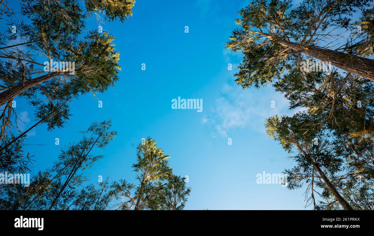 Trees view from the bottom. Trees in the forest, pines and others ...