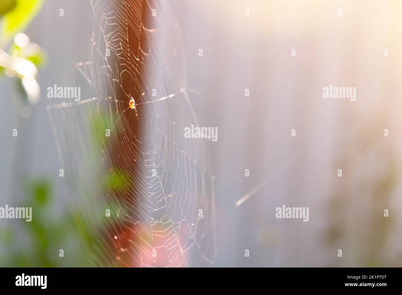 The most dangerous spiders hi-res stock photography and images - Alamy