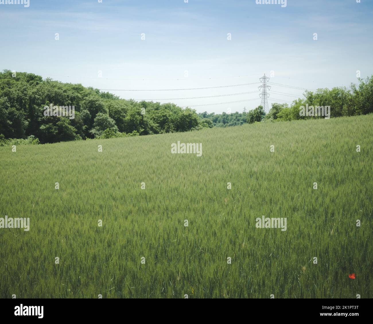 A beautiful bright green field on a hill Stock Photo - Alamy
