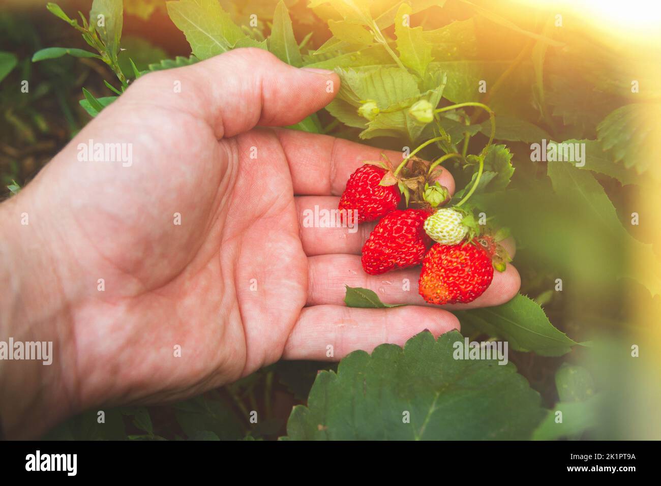 Hand picking strawberry hi-res stock photography and images - Alamy