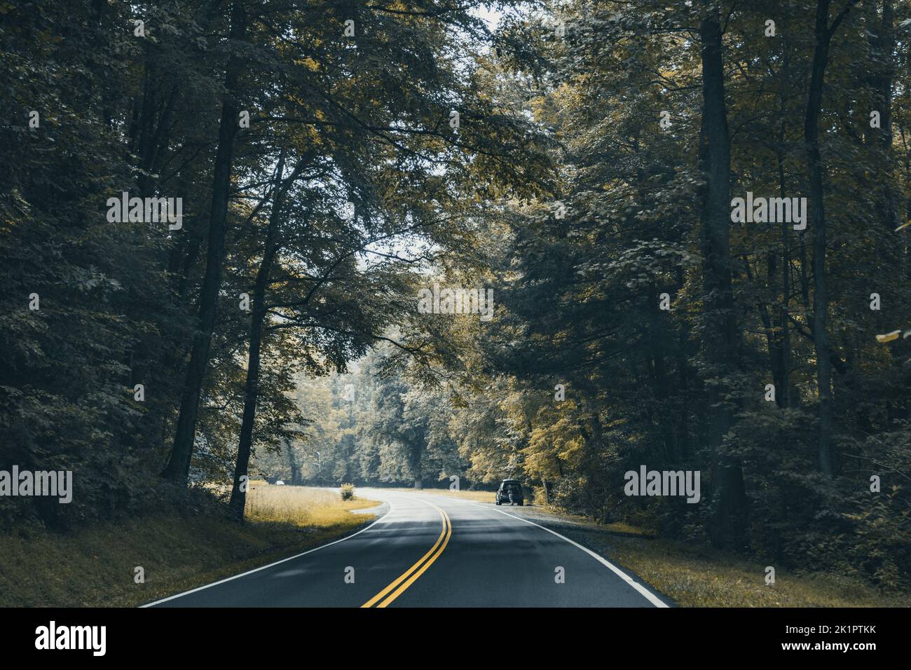 A long asphalt road going through a forest with green trees Stock Photo ...