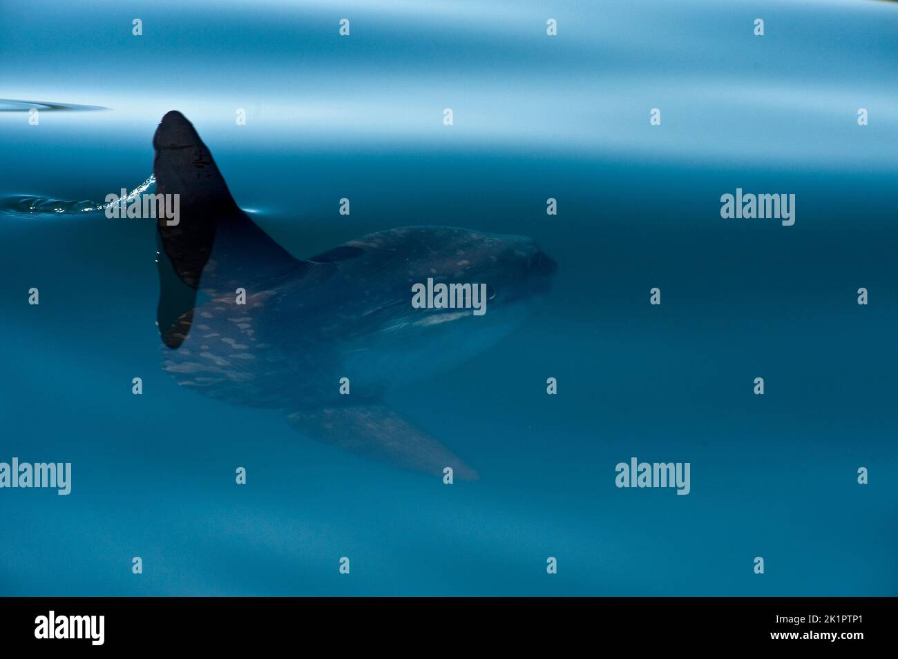 Mola mola europe sunfish hi-res stock photography and images - Alamy