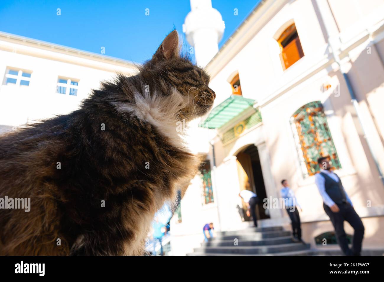 Famous cat of Aziz Mahmud Hudai Mosque in Uskudar. Turkish culture ...