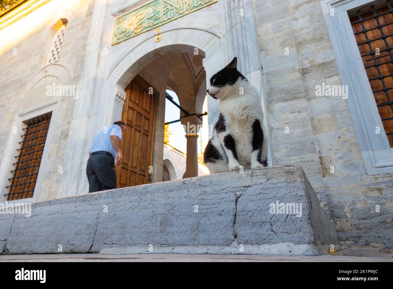 Stray cats of Istanbul. A stray cat sitting on the stairs of a mosque ...
