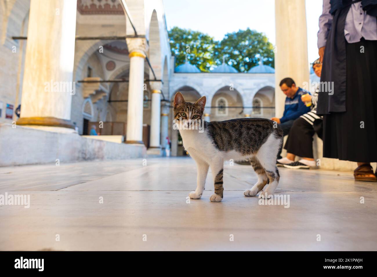 A stray cat in the courtyard of a mosque and Turkish people. Stray cats ...