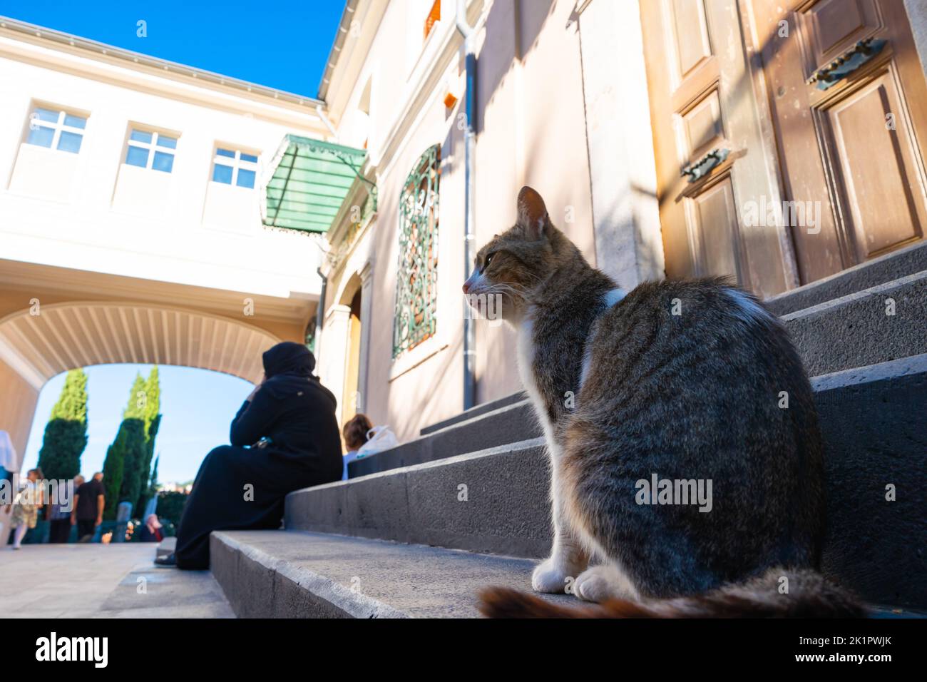 A stray cat and muslims in the courtyard of a mosque in Istanbul ...