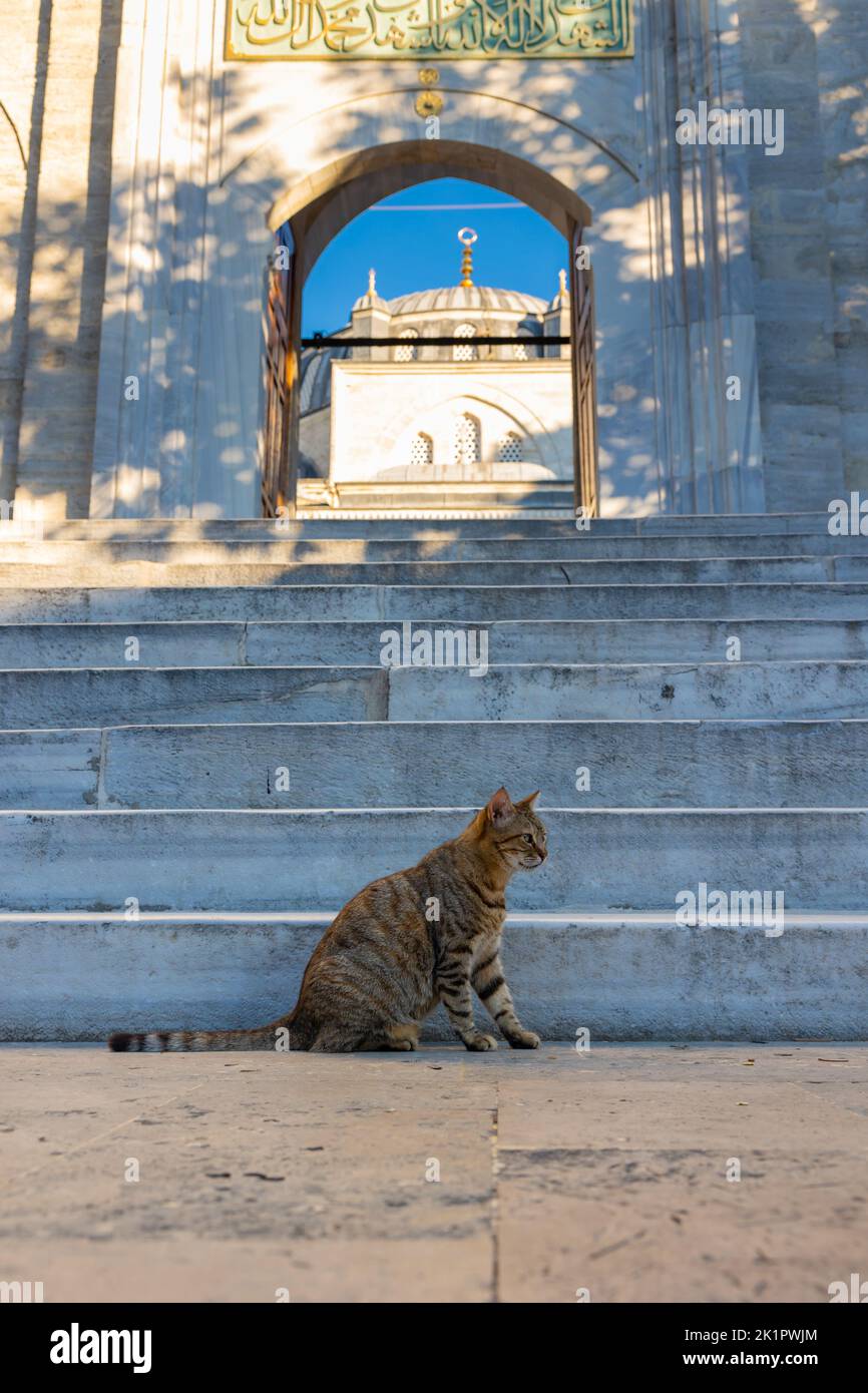 A stray cat sitting on the stairs of a mosque in Istanbul. Turkish ...
