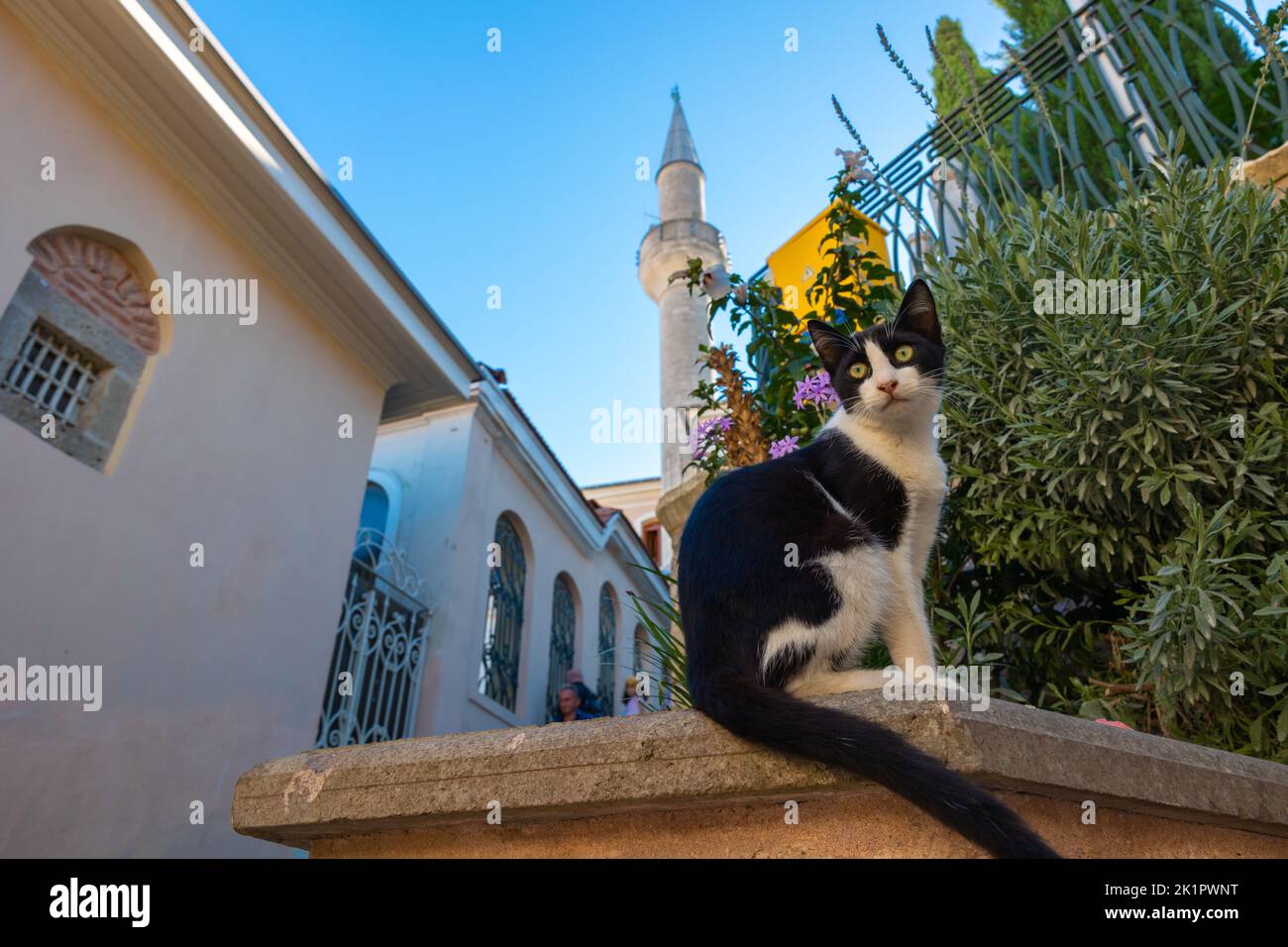 Stray cat and Aziz Mahmud Hudai Mosque in Uskudar. Stray cats of ...