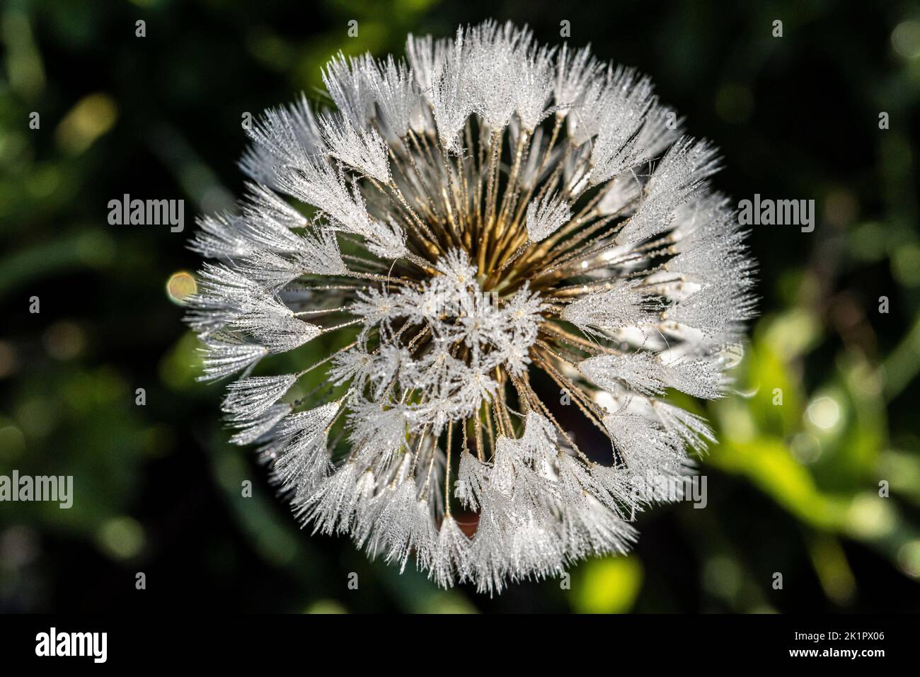 Dandy lion flowers hi-res stock photography and images - Alamy