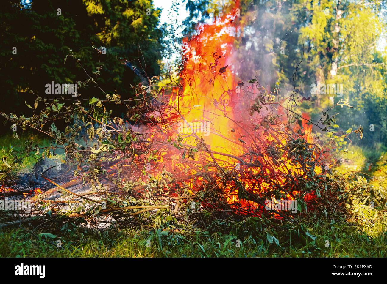 Big bonfire in the forest on summer day Stock Photo - Alamy