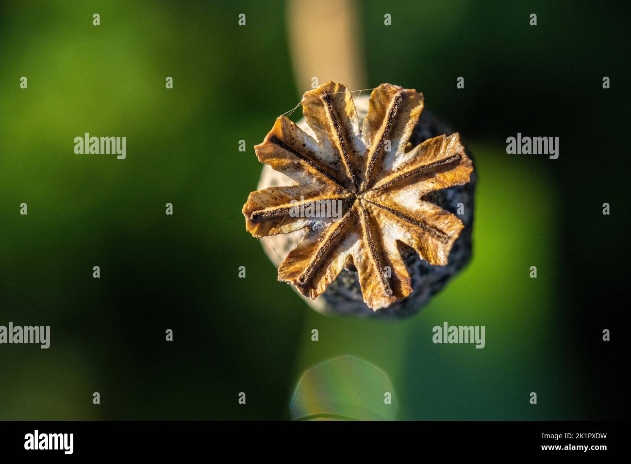 Poppy flower seed pod, taken from the top Stock Photo - Alamy