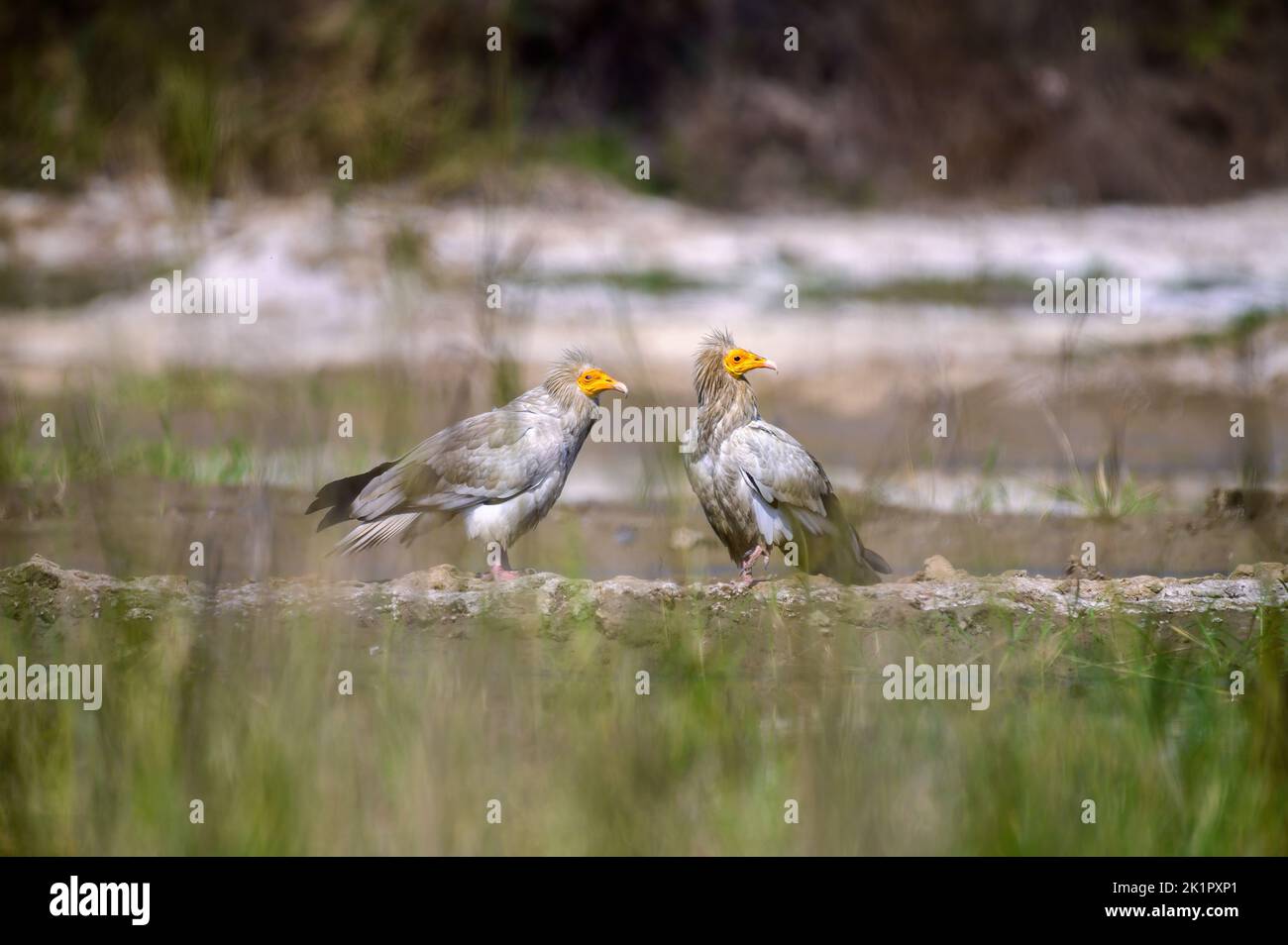 A selective focus of Egyptian vultures on the ground with green grass ...