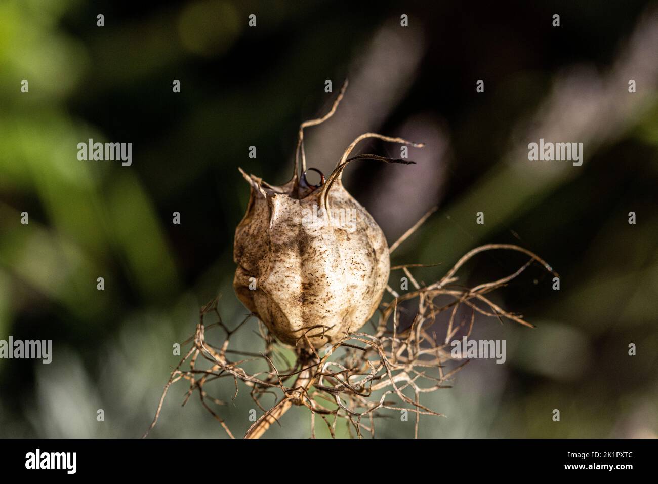 A seed pod for the flower Nigella, also known as love in a mist Stock ...