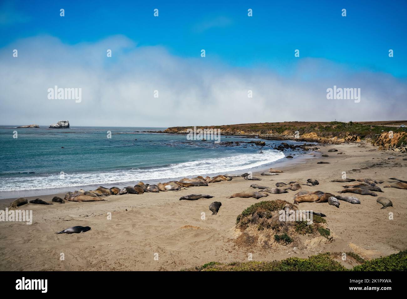Black grey and brown Elephant Seals at Vista Point beach with seaweed ...
