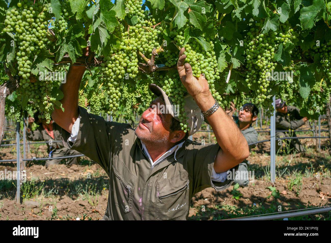 Chile,Talca -Calina vinyard where workers are checking the grapes and ...