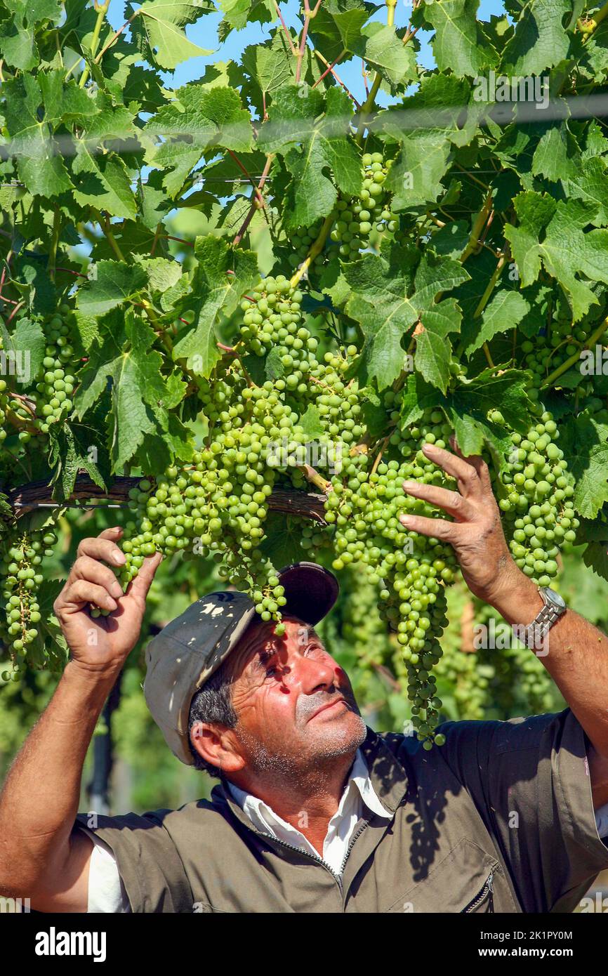 Chile,Talca -Calina vinyard where workers are checking the grapes and ...